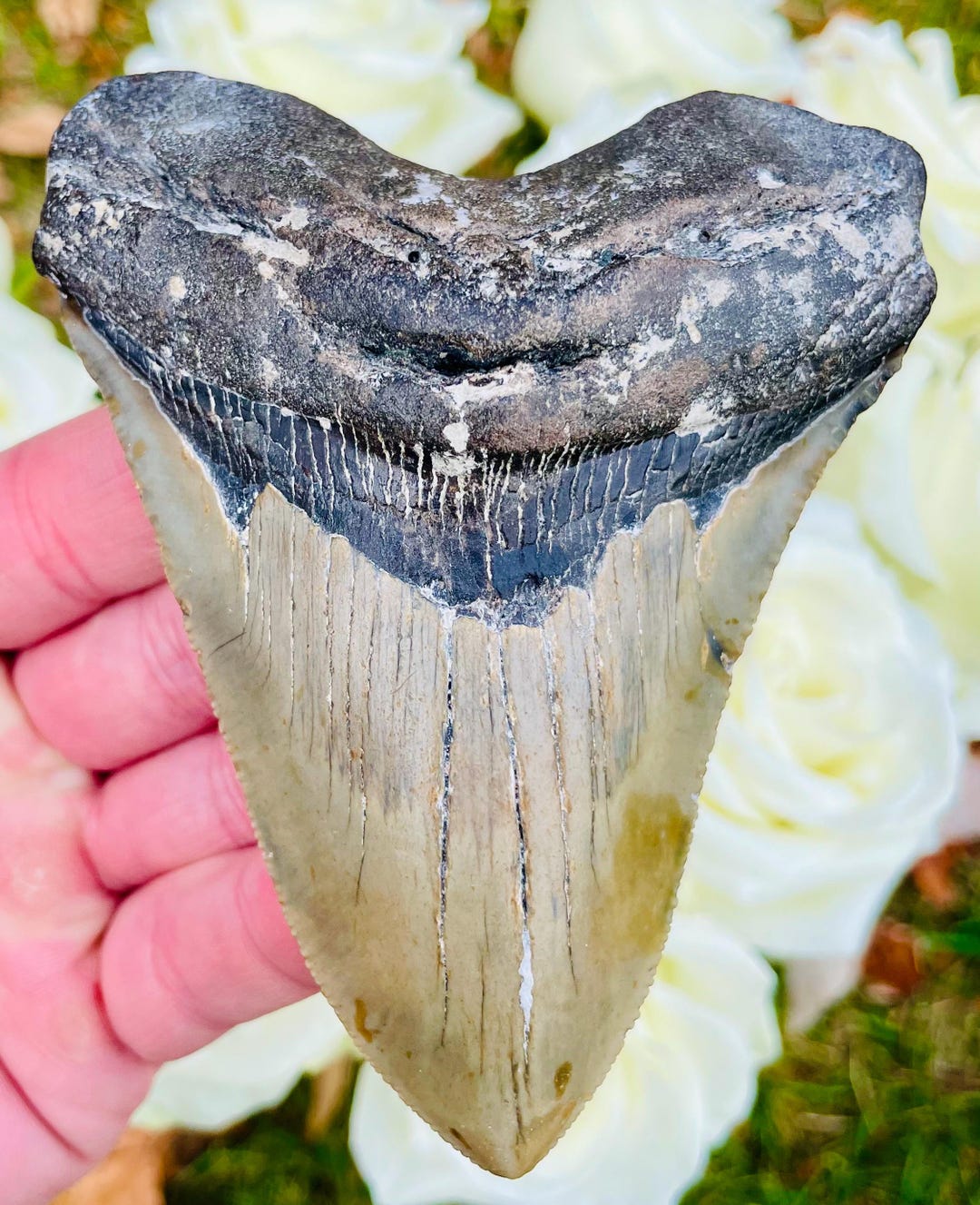 Thick 4.60" Megalodon Shark Tooth Fossil-100% Authentic-serrated ...