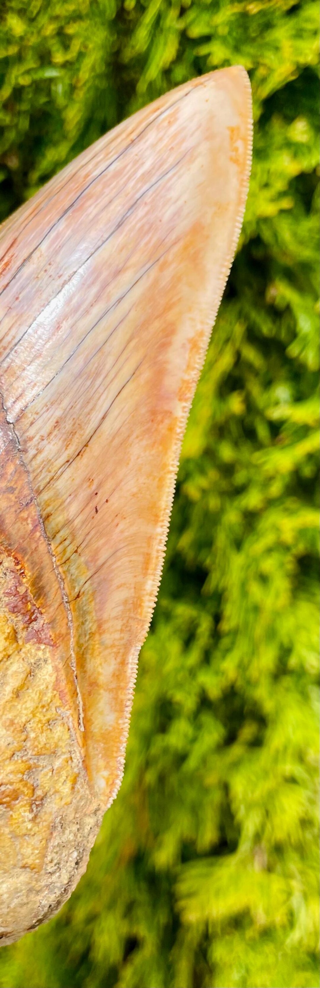 Indonesian 5.40” MEGALODON Shark Tooth-stunning -beautiful Color ...