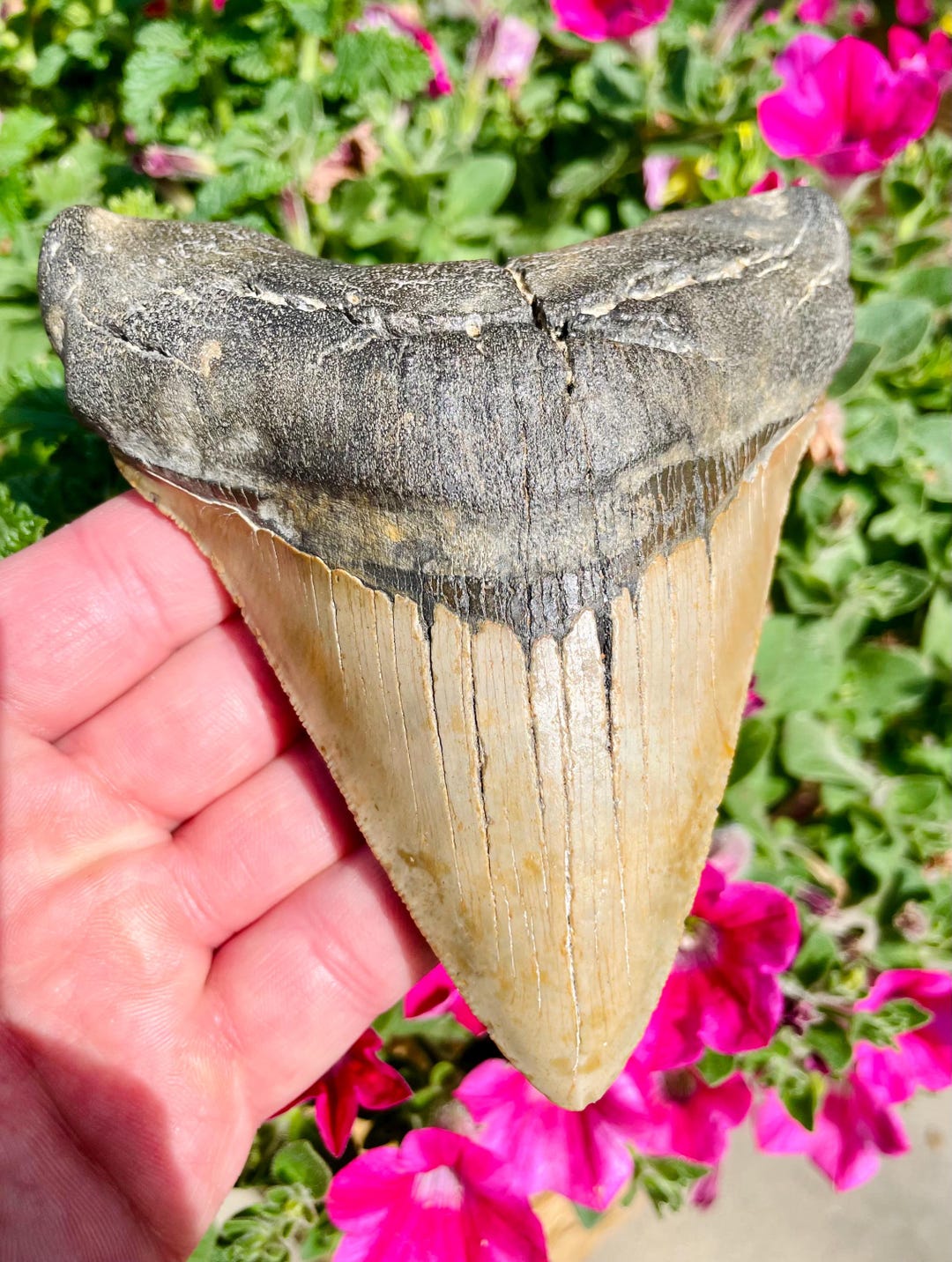Huge 5.10” MEGALODON Shark Tooth Fossil-beast -no Repair-nice Shiny ...