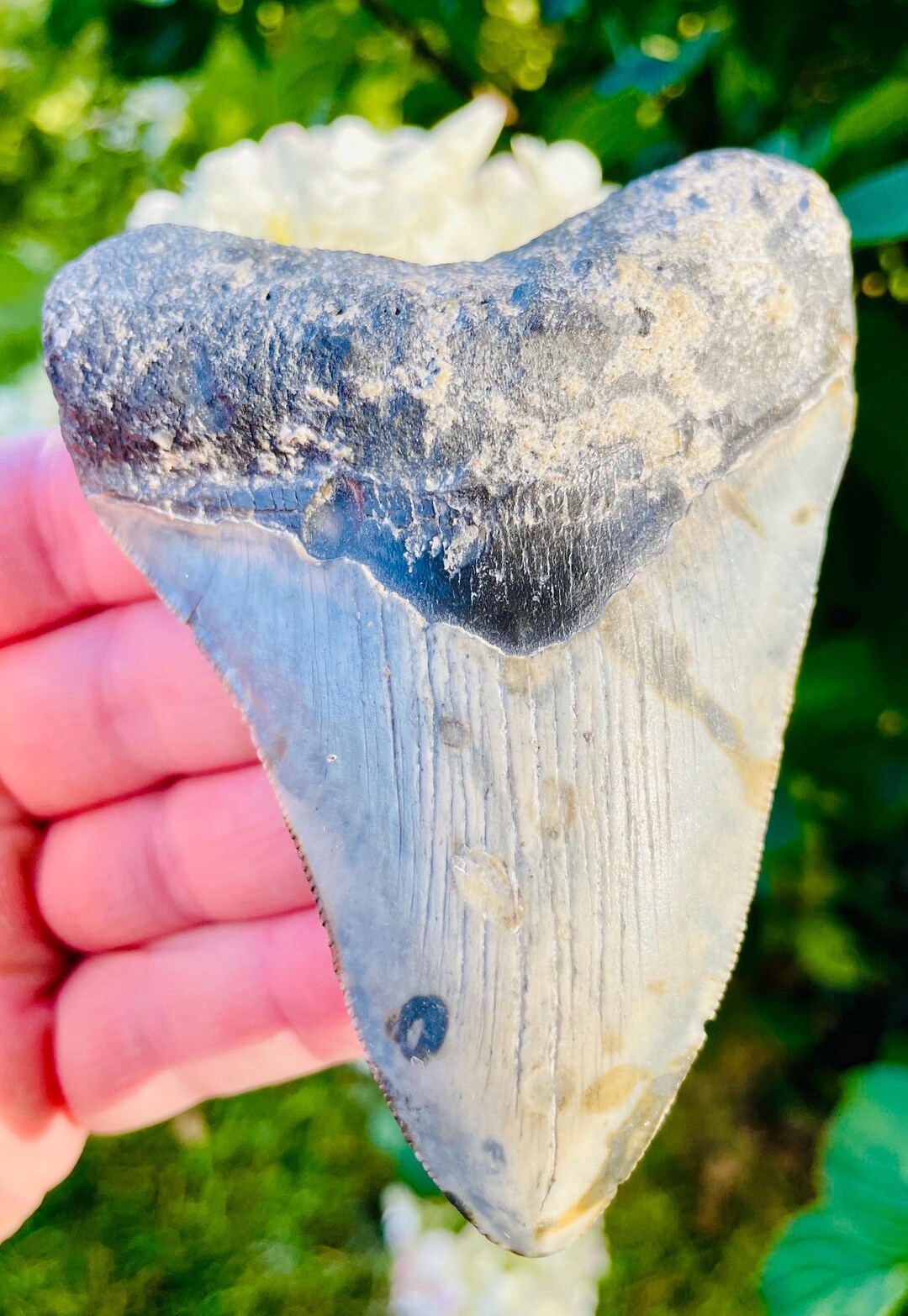 Megalodon Shark Tooth Fossil: 4.07" NC Offshore Find, No Repair, Nice ...