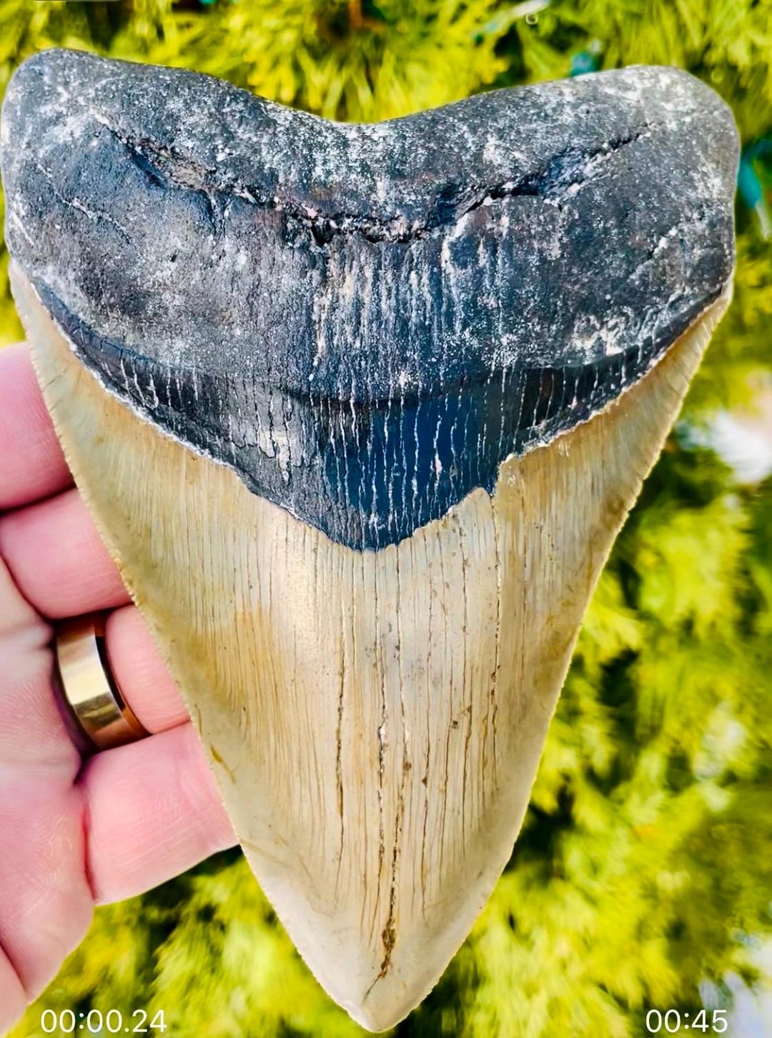 Huge 5.67" Megalodon Shark Tooth Fossil – Phosphorescent-symetrical ...