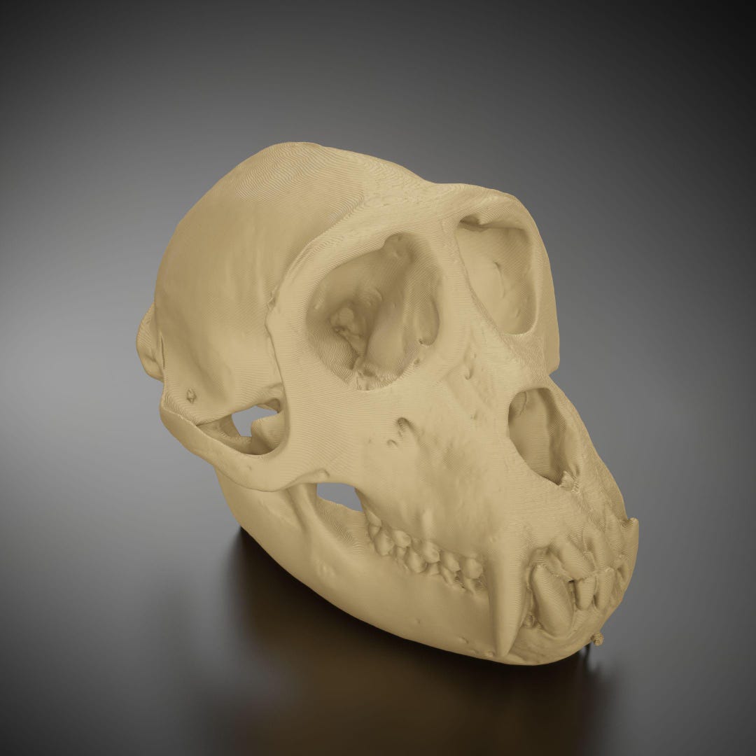 Real Size, High Quality 3D Printed Monkey Skull in Different Colors and Materials - Etsy