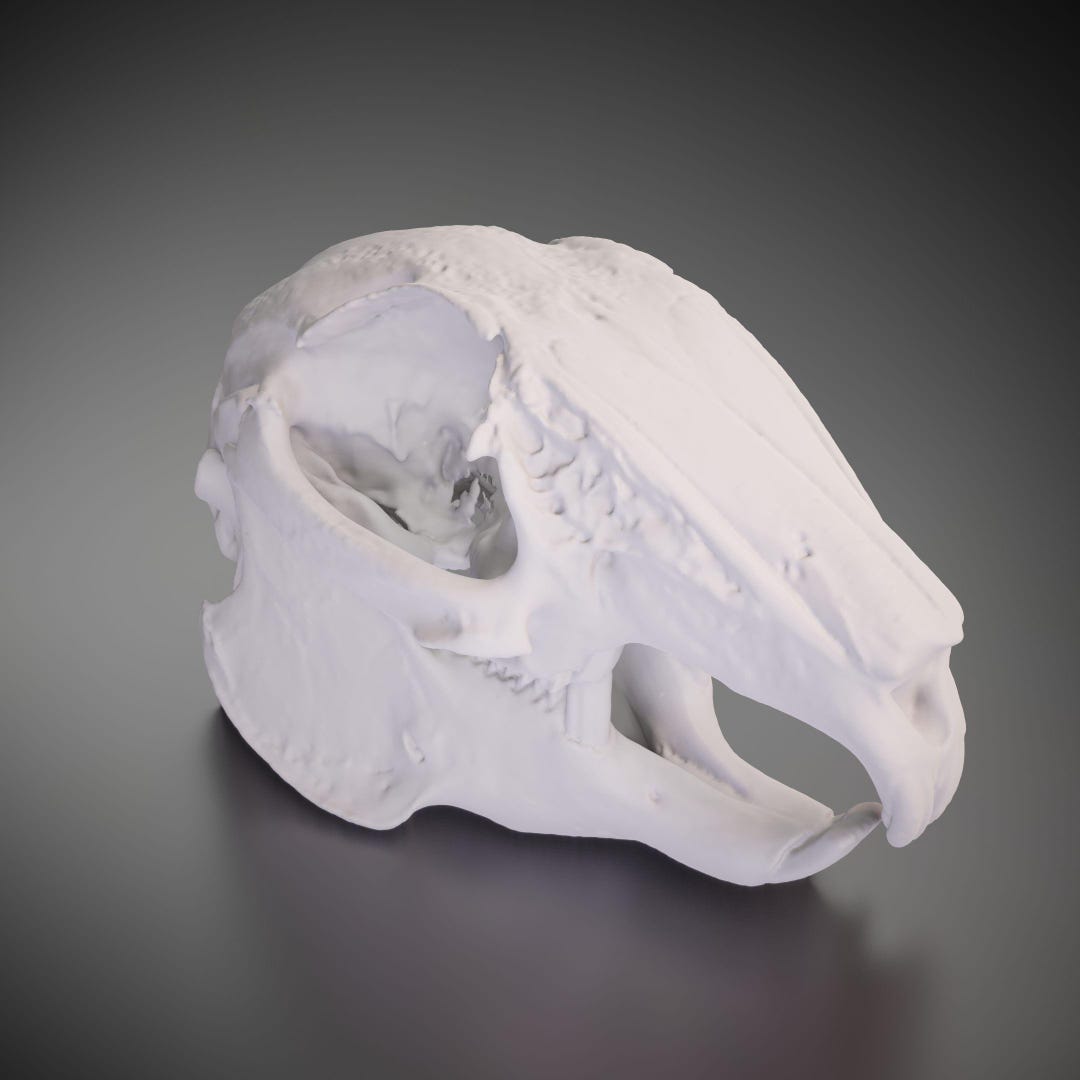Rabbit Skull - 3D Printed Model | Custom Size & Color | LED Option ...