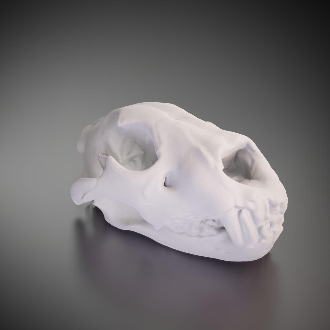 Lion Skull - 3D Printed Model | Custom Size & Color | LED Option ...