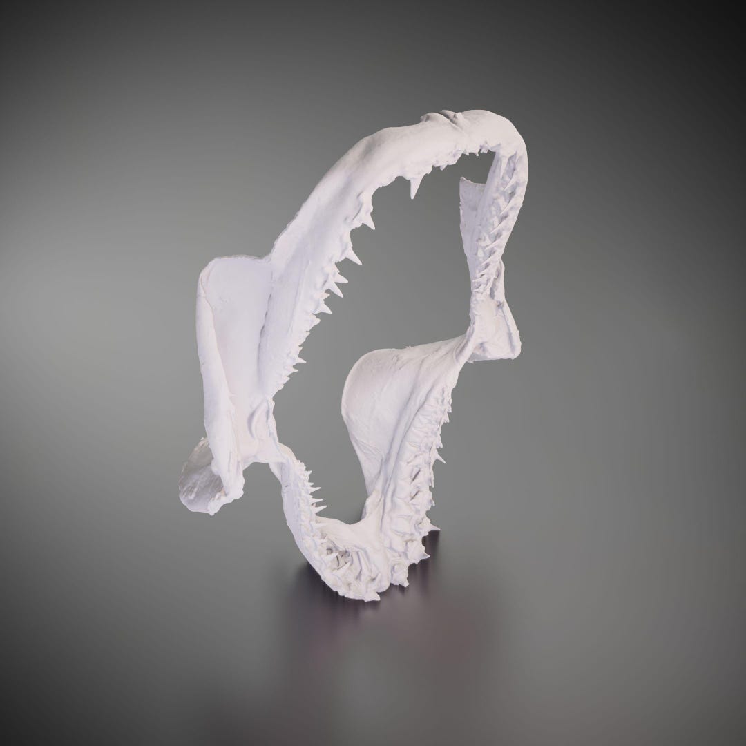 Shark Teeth - 3D Printed Model | Custom Size & Color | LED Option ...