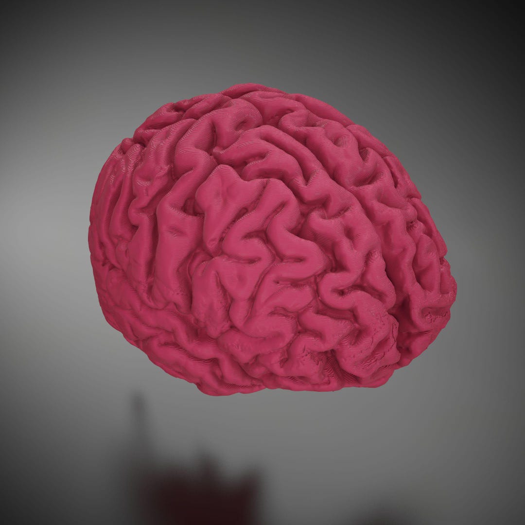 Real Size, High Quality 3D Printed Human Brain in Different Colors and ...