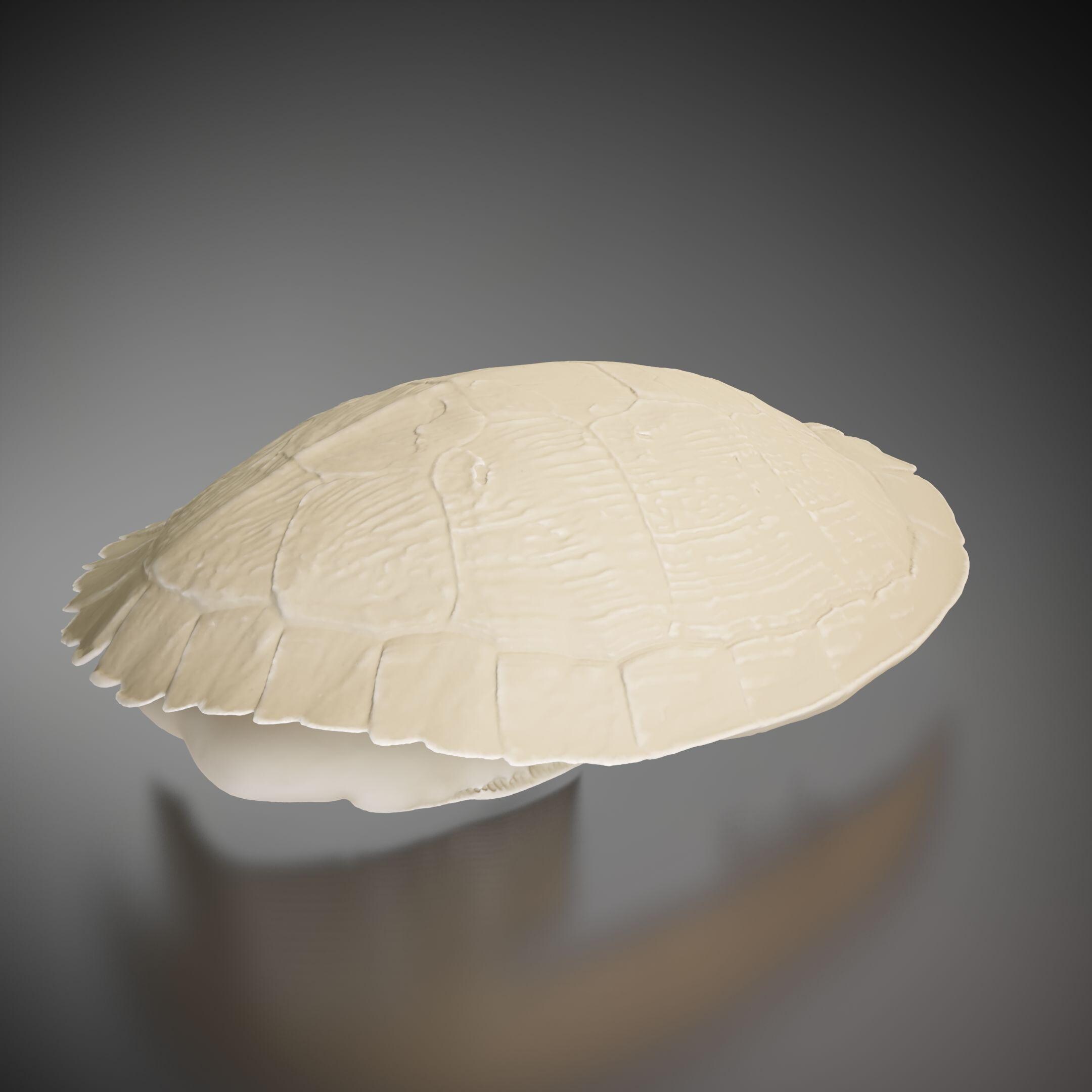Turtle Shell - 3D Printed Model | Custom Size & Color | LED Option ...