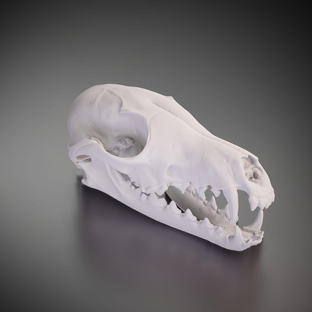 Fox Skull - 3D Printed Model | Custom Size & Color | LED Option ...