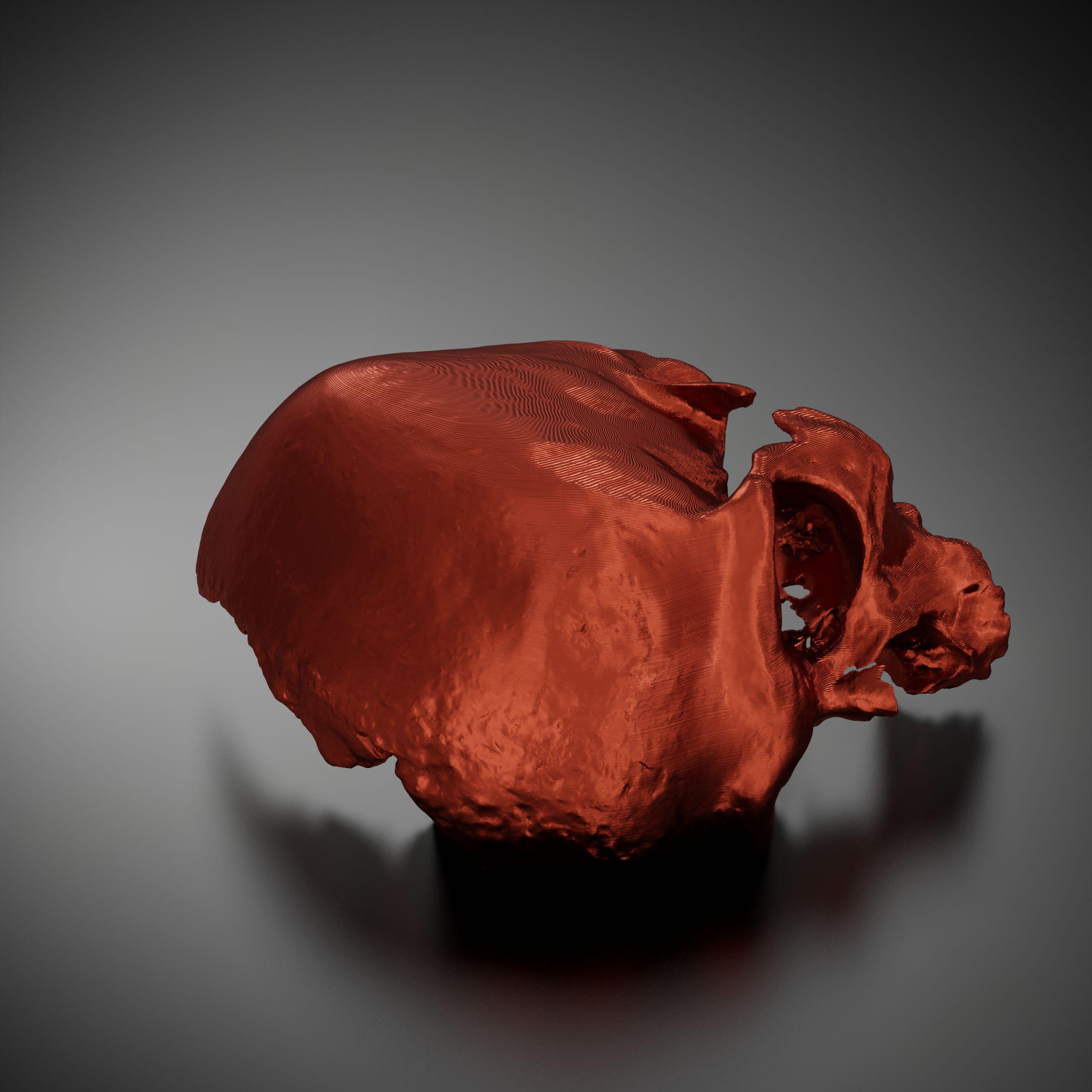 Real Size, High Quality 3D Printed Half Human Skull in Different Colors ...