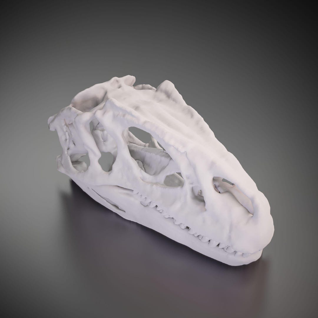 Allosaurus Skull - 3D Printed Model | Custom Size & Color | LED Option ...