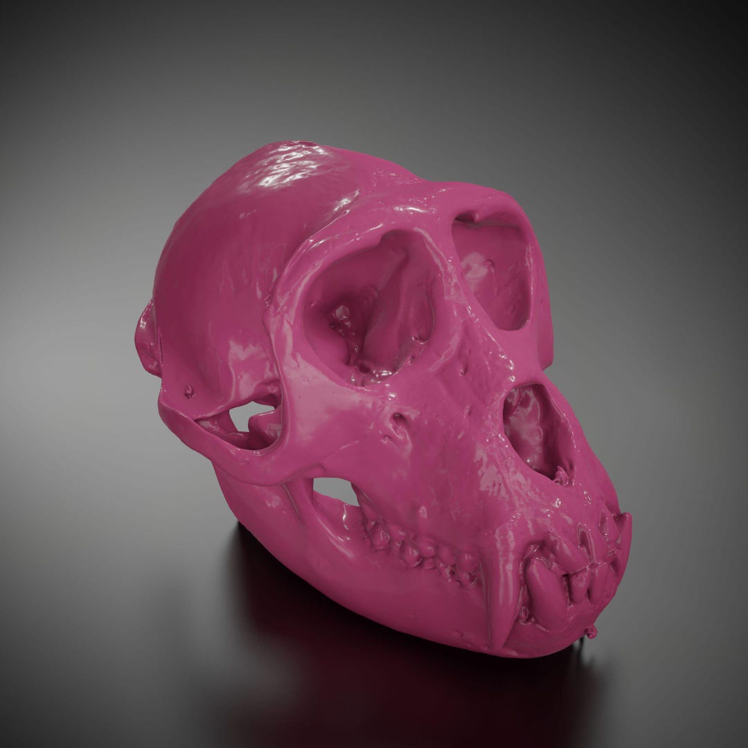 High Quality Hand Painted Monkey Skull in Different Colors - Etsy