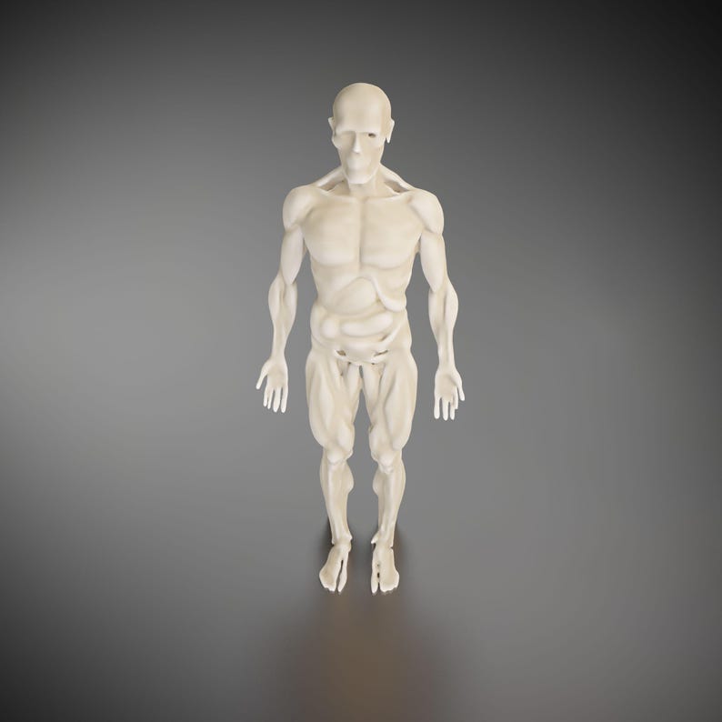 Human Anatomy - 3D Printed Model | Custom Size & Color | LED Option ...