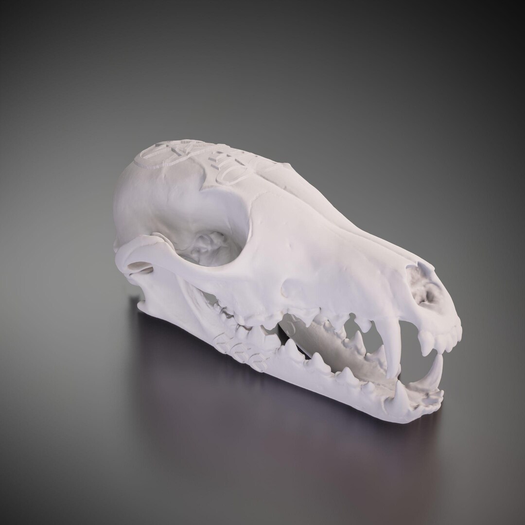 Devil Fox Skull - 3D Printed Model | Custom Size & Color | LED Option ...