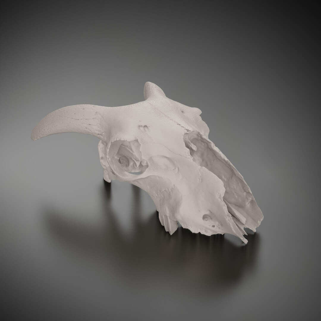 Real Size, High Quality 3D Printed Ram Skull in Different Colors and ...