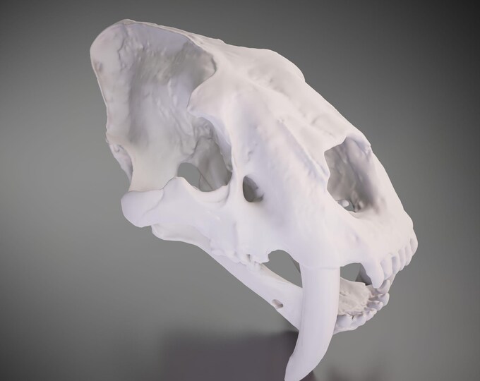 Sabertooth Skull - 3D Printed Model | Custom Size & Color | LED Option ...
