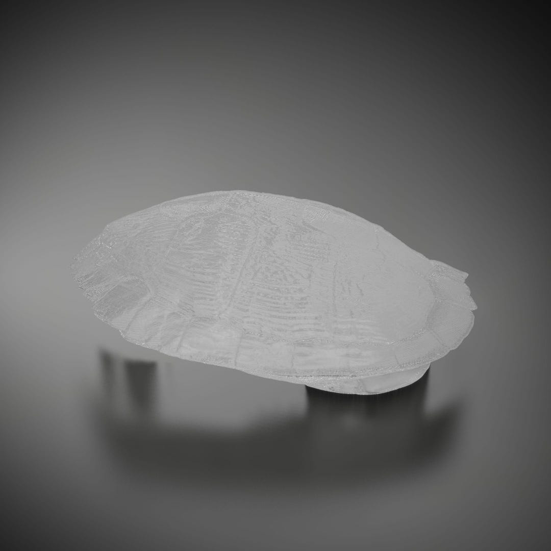 Real Size, High Quality 3D Printed Turtle Shell in Different Colors and ...