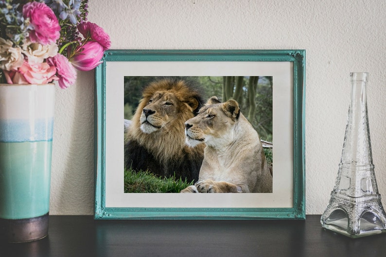 Lion Photo Wall Art - Animal Photography for Animal Lovers - Photo of ...