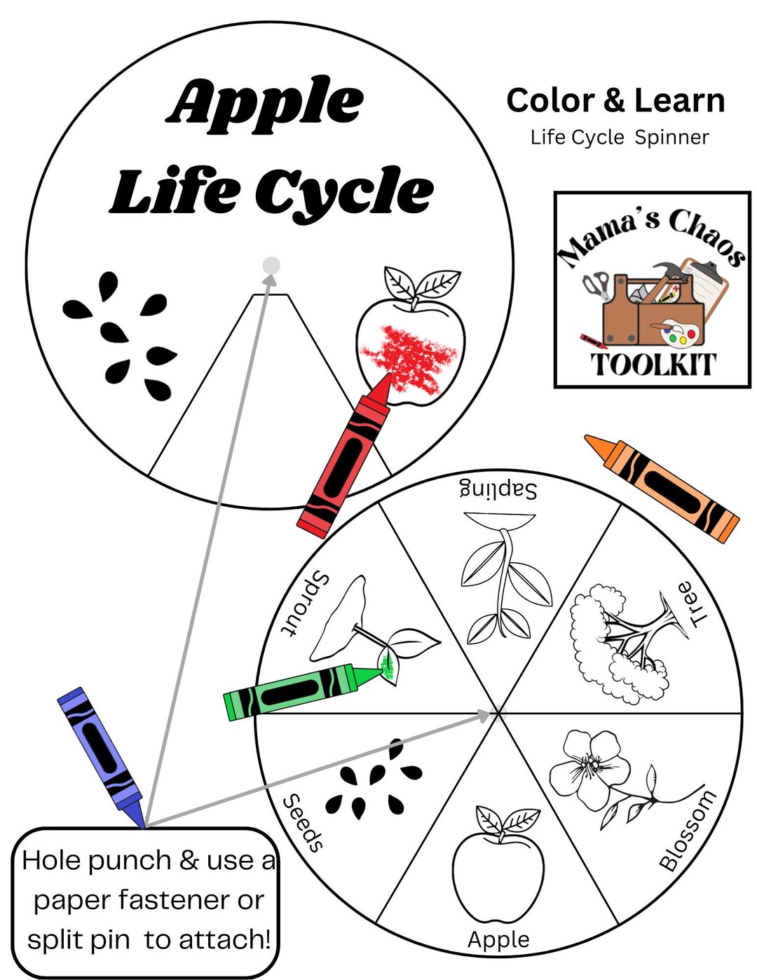 Apple Life Cycle Coloring Page Teaching Activity Instant Download Print ...