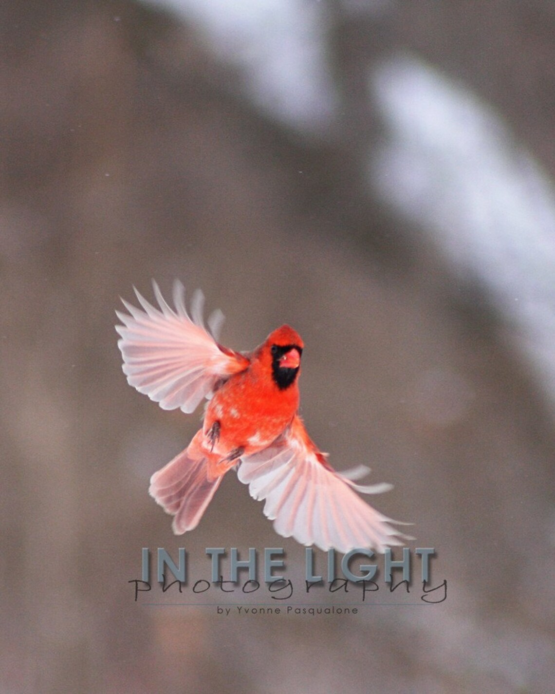 Cardinal in Snow #4 - Fine Art Photography - Etsy