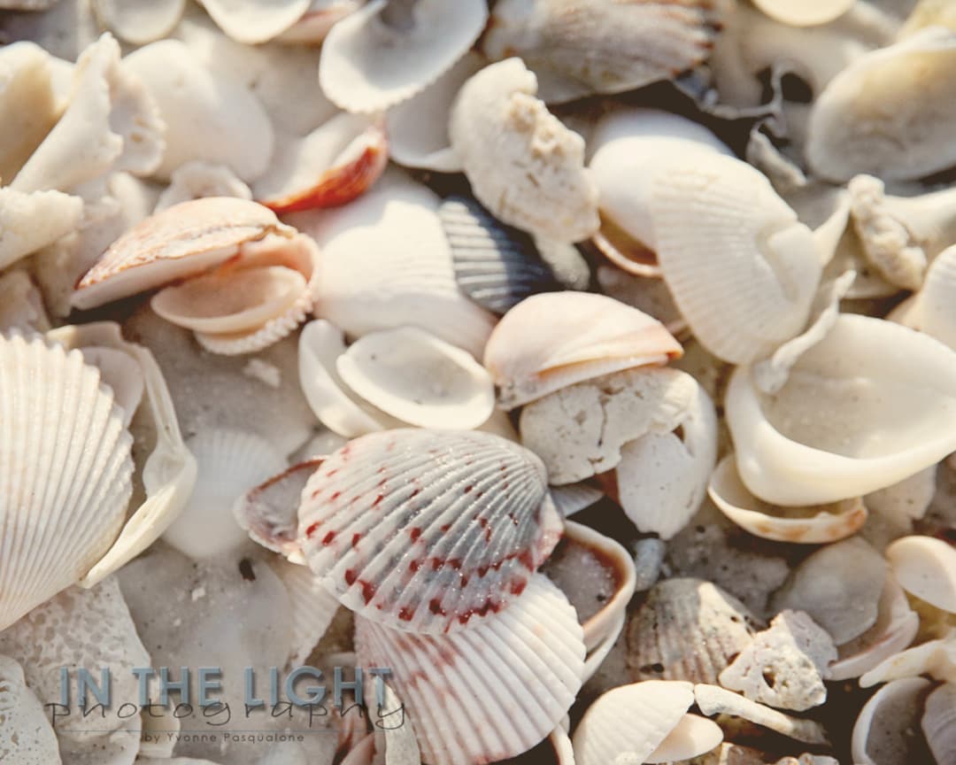 Shells - Lido Beach, Sarasota, FL - Fine Art Photography - 8x10, 11x14 ...