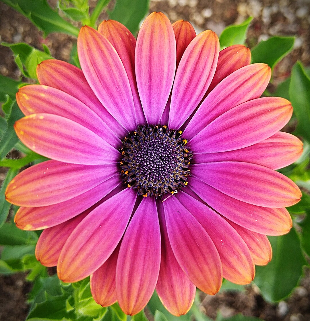 Pink African Daisy; Beautiful Flower Digital Downloads – Perfect for ...