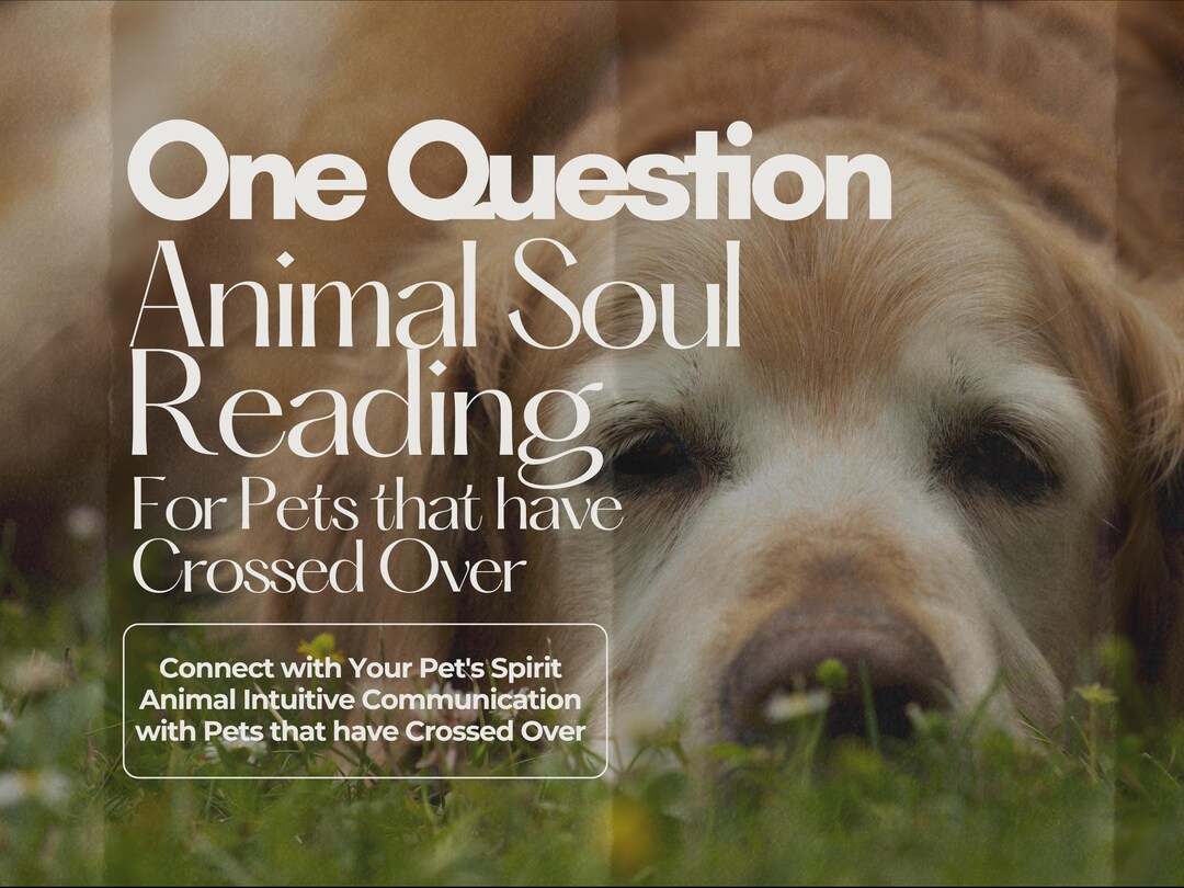 One-question Animal Soul Reading: Connect With Pets Passed - Etsy