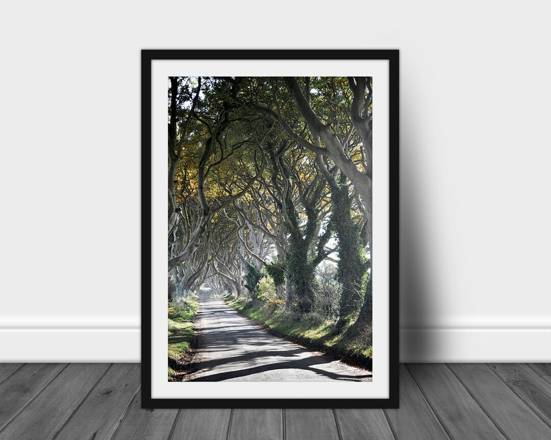 The Tangled Wood #2, Ireland Landscape Print, Nature Photography ...