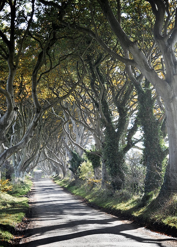 The Tangled Wood 2 Ireland Landscape Print Nature | Etsy