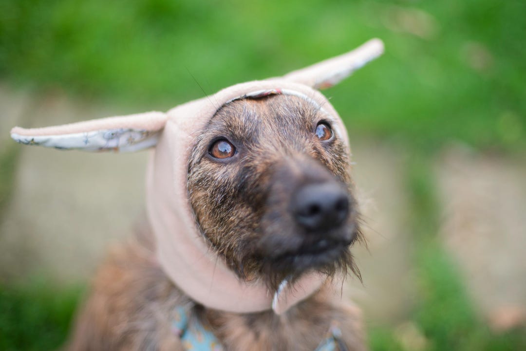 Dobby/ Harry Potter Dog Beanie, Harry Potter Dog Costume, Dobby Dog ...
