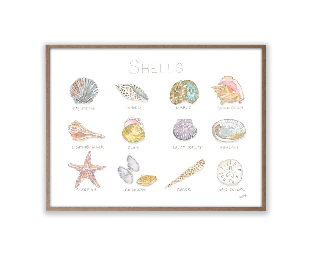 Shells Life Story Art Print Watercolor - Etsy