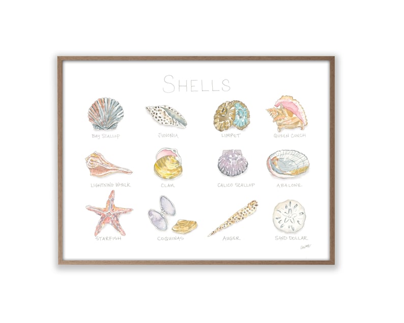 Shells Life Story Art Print Watercolor - Etsy