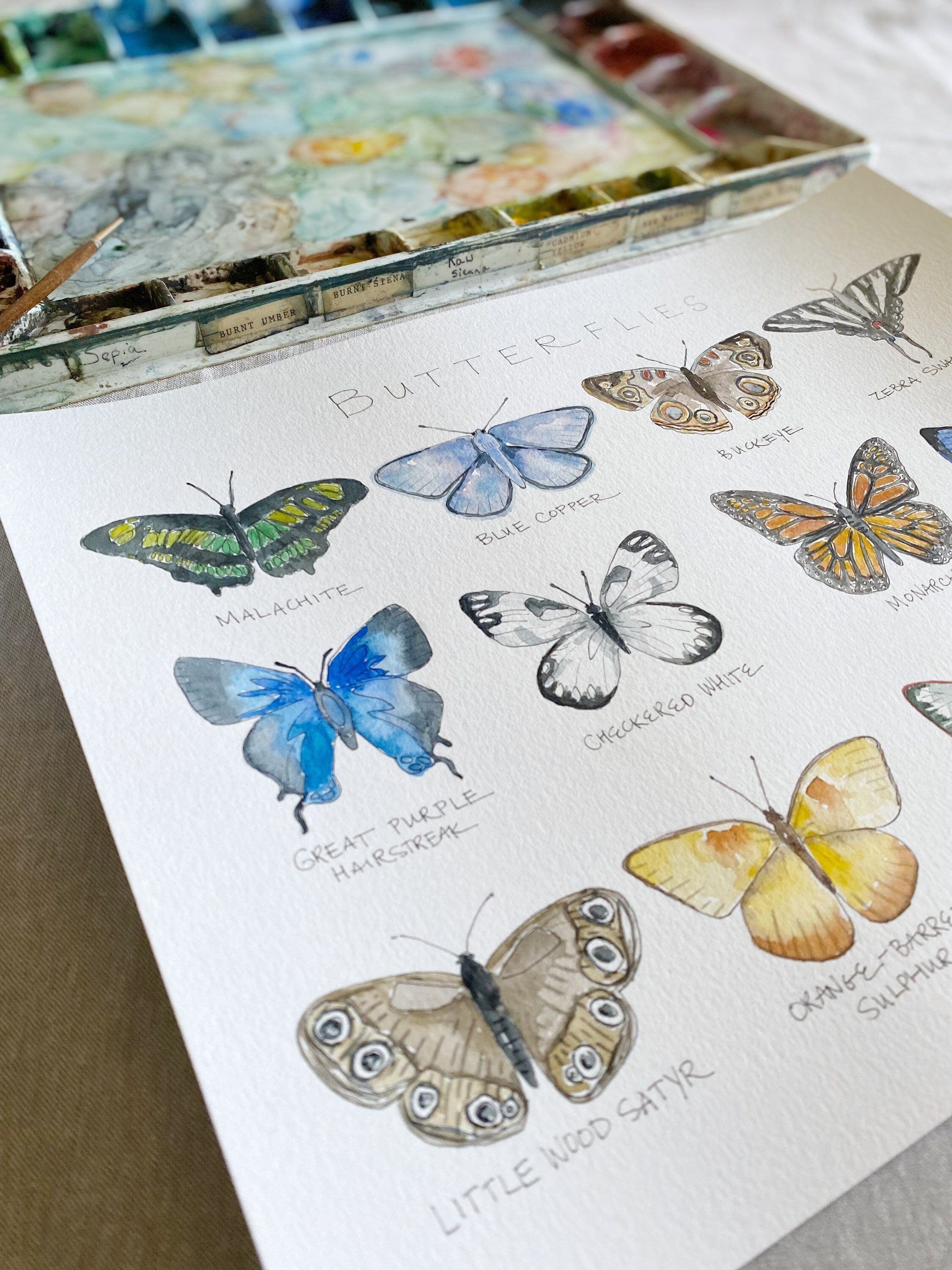 Butterflies Life Story Art Print Watercolor Butterfly - Etsy