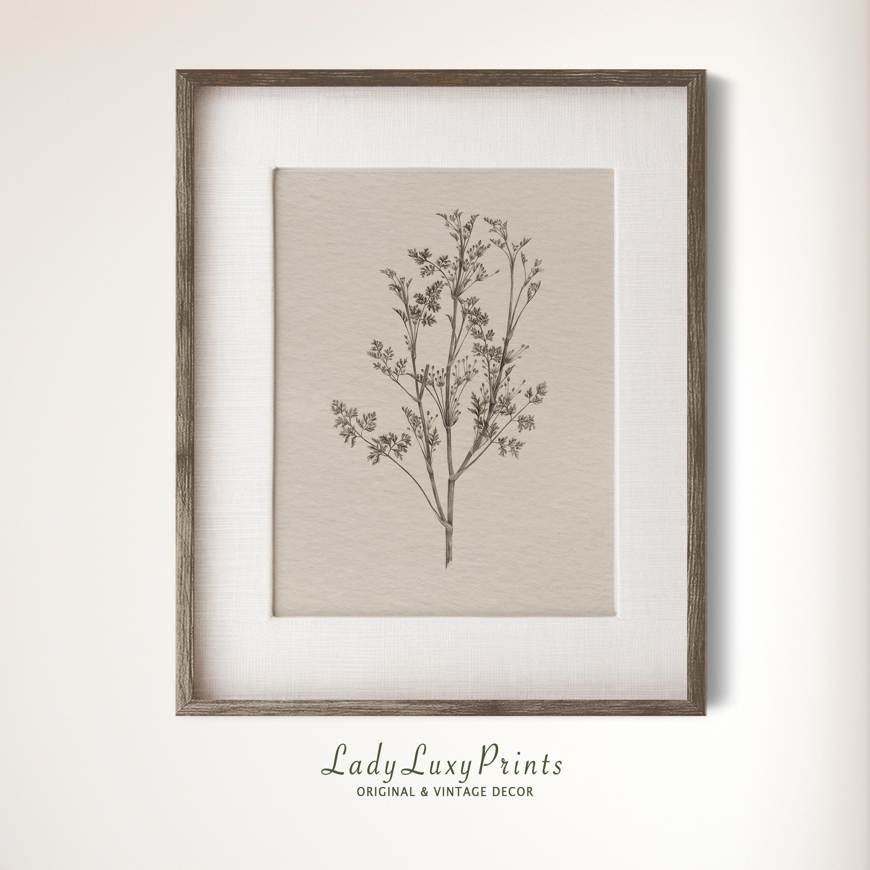 Vintage Botanical Art Print: Antique Flower Drawing (digital Download ...
