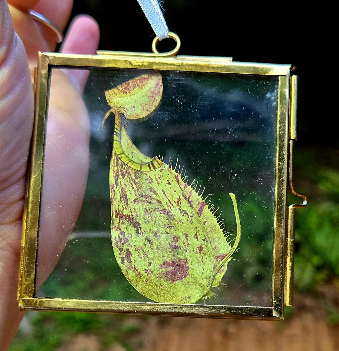 Carnivorous Nepenthes Pitcher Plant Presses Float Frame - Etsy