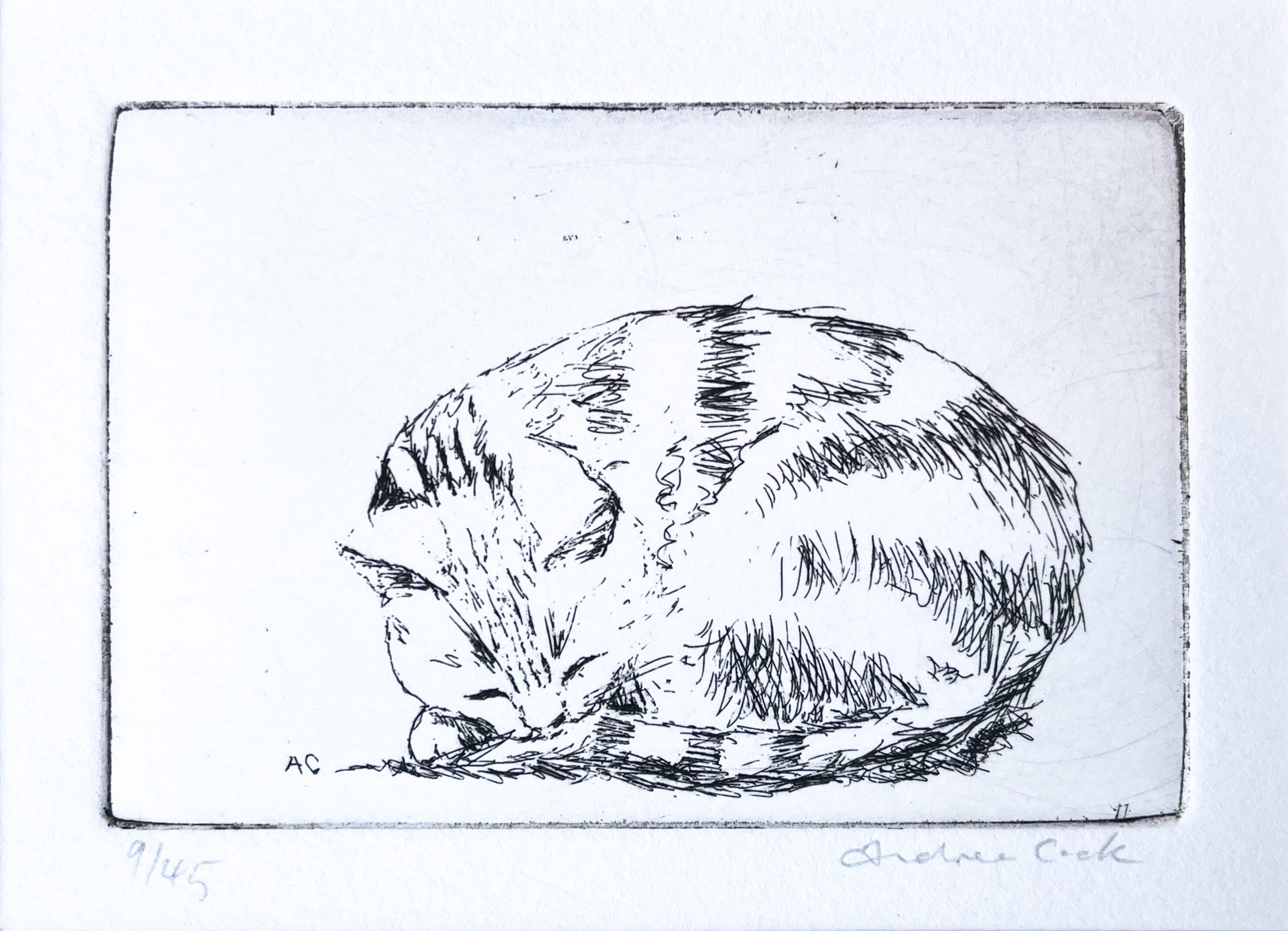 Original Etching of Sleeping Cat Zzzz - Etsy