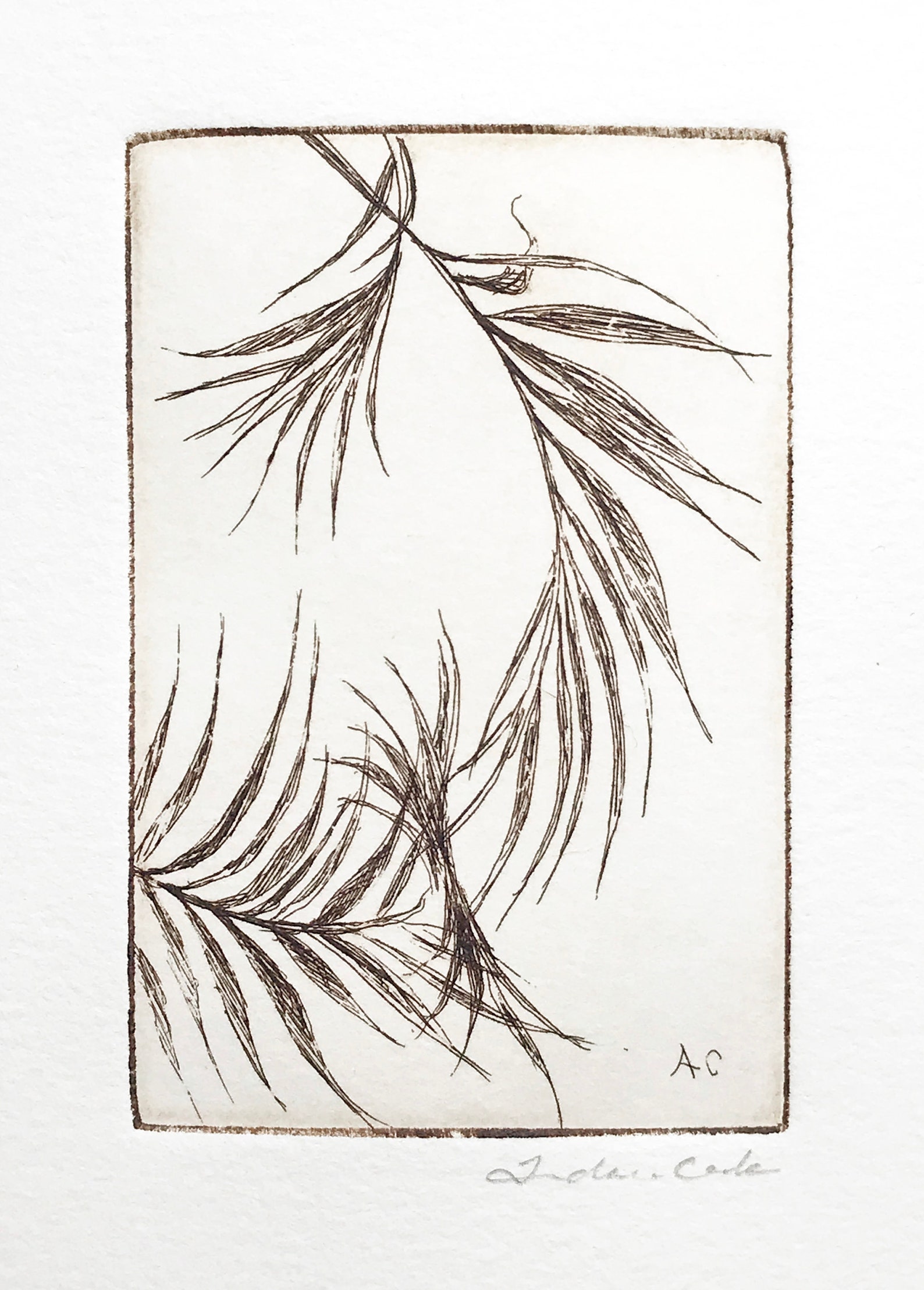 Original Etching of Palm Leaves - Etsy