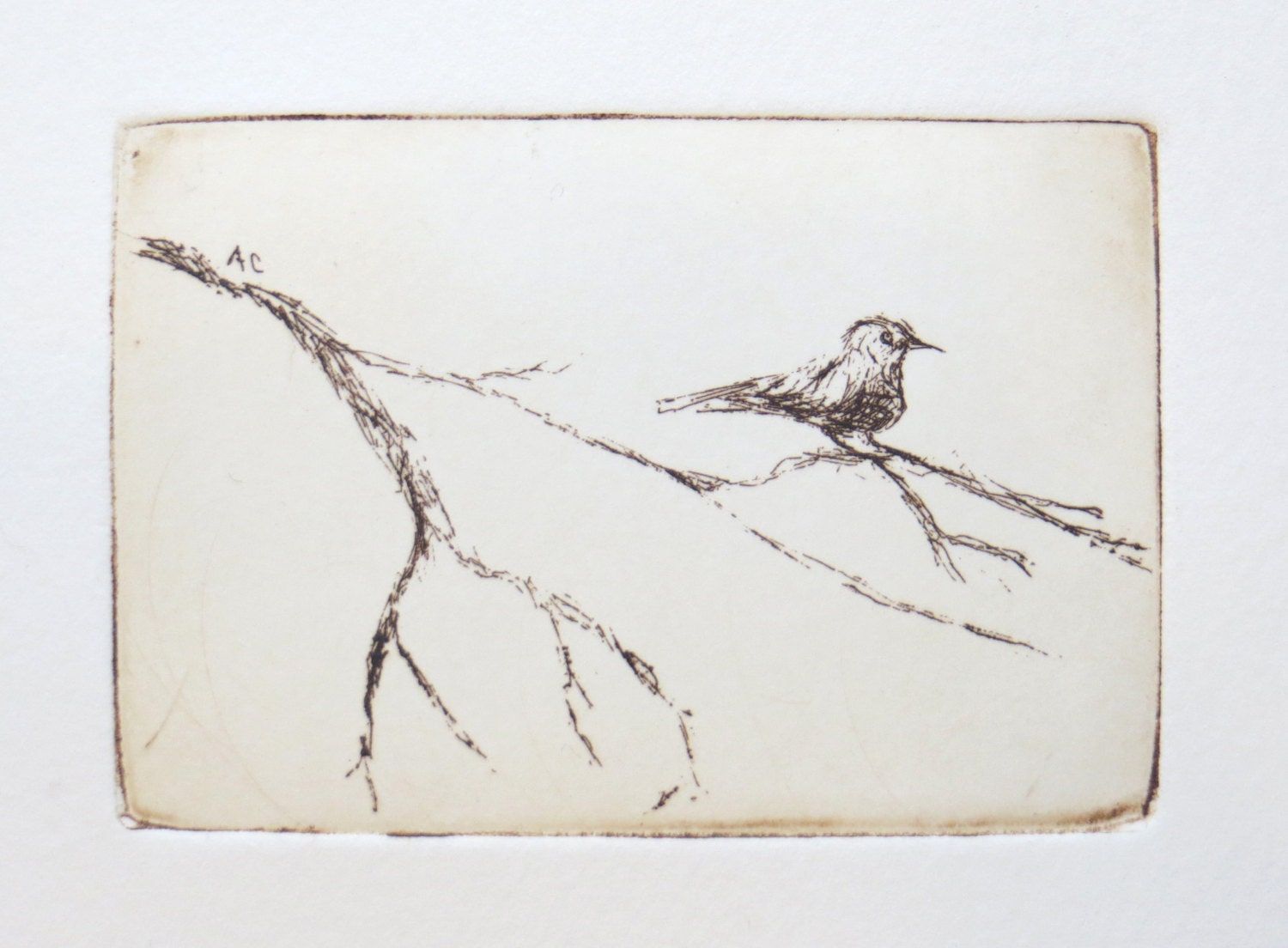 Original Etching of a Bird on a Branch - Etsy