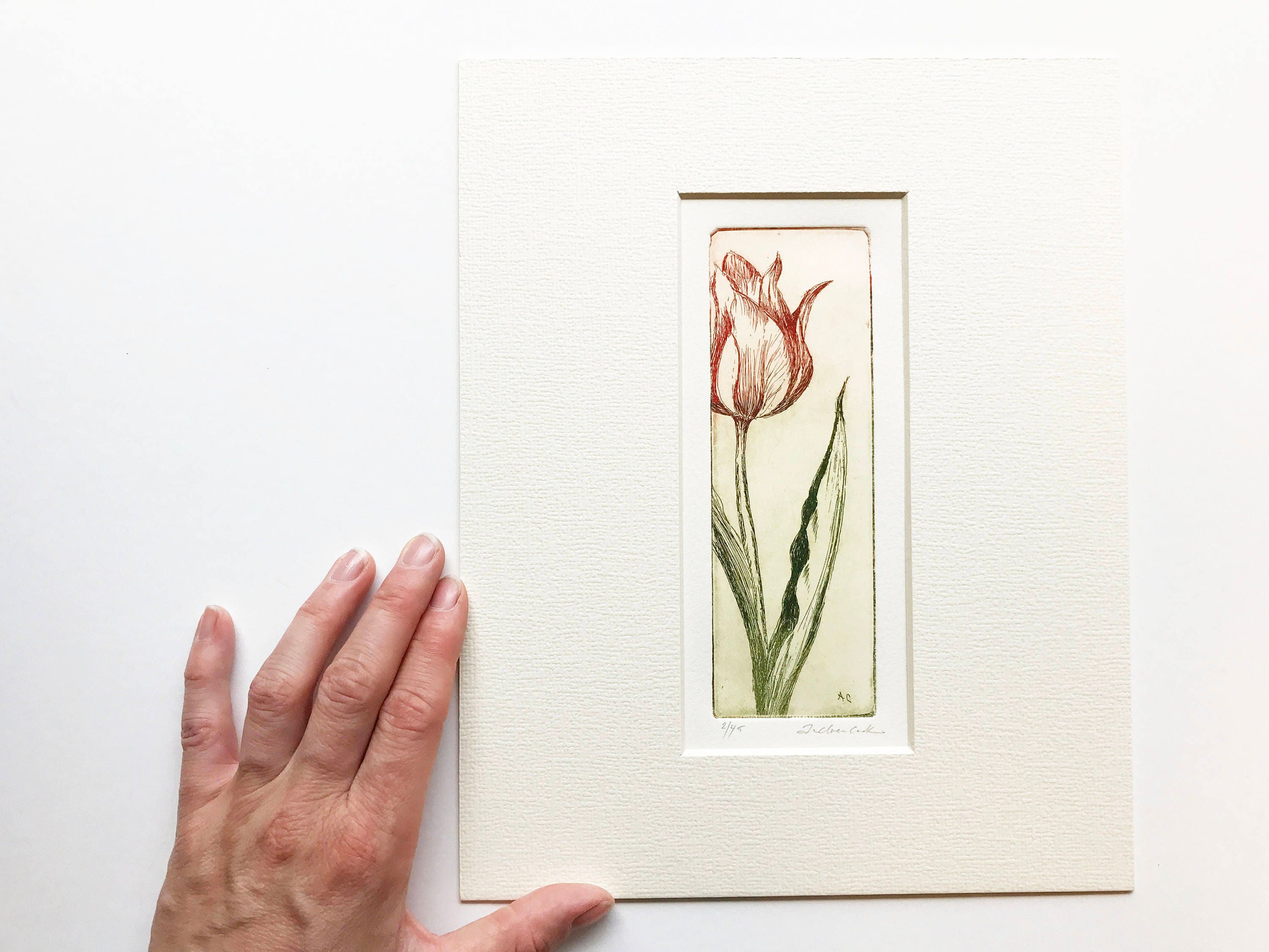 Original color etching of a striped tulip | Etsy