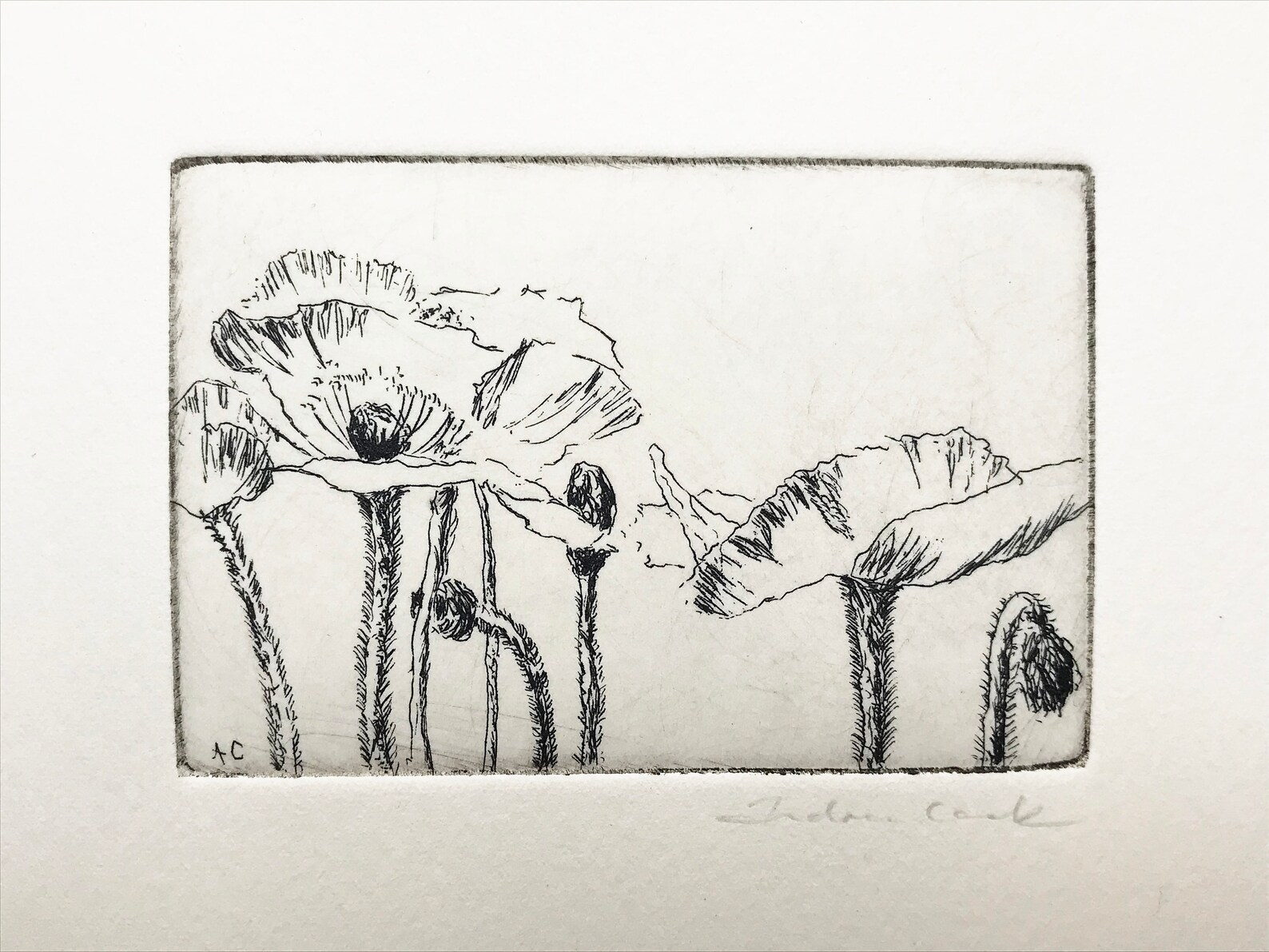 Original Etching of Poppies - Etsy UK