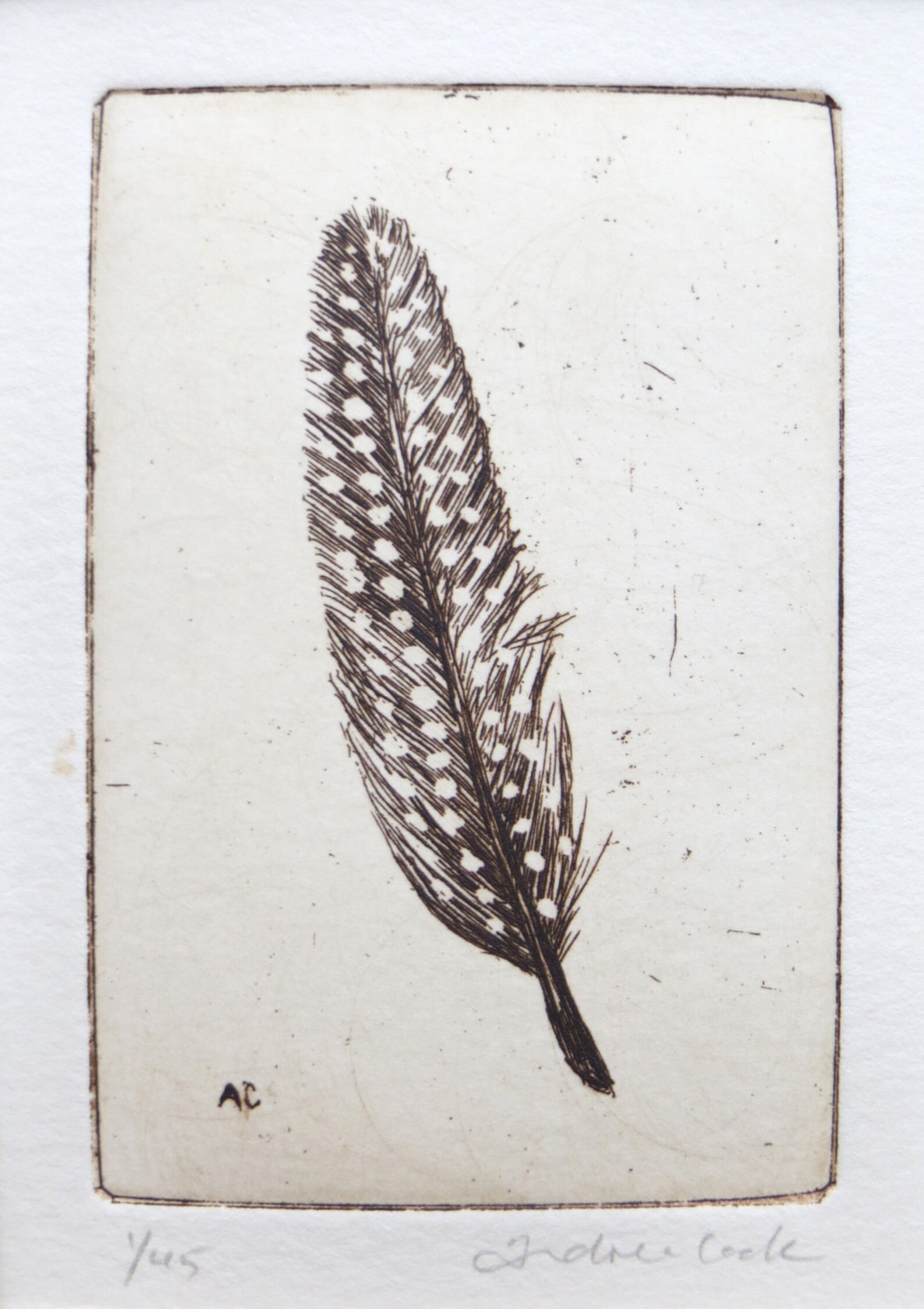 Original Etching of a Spotted Feather - Etsy