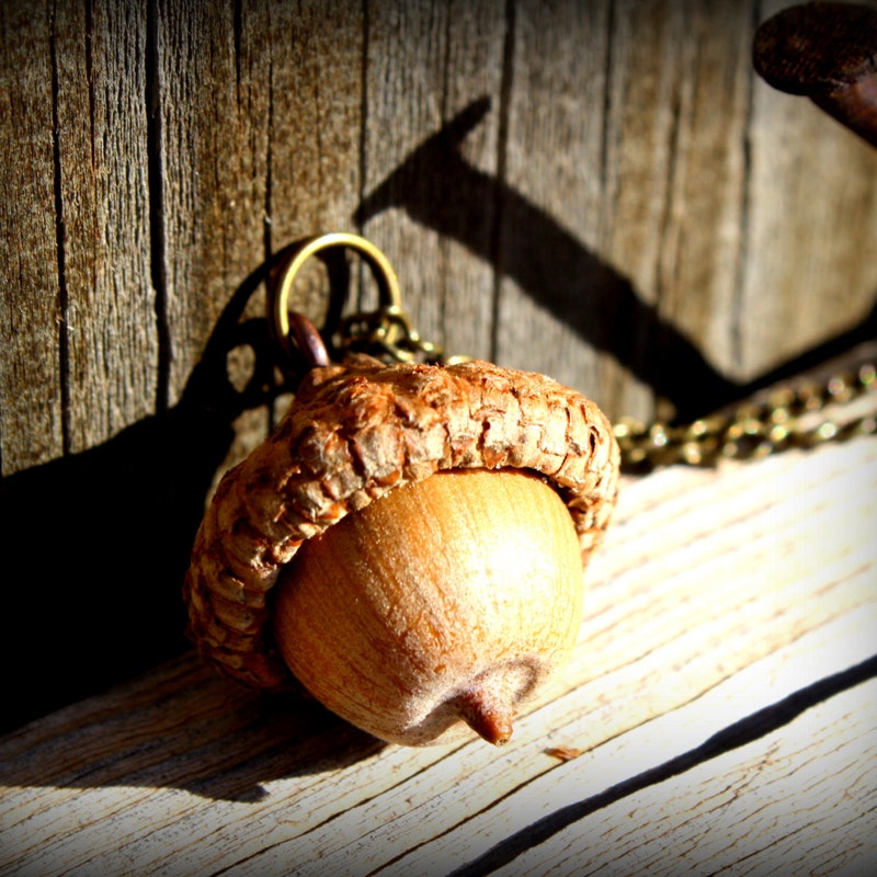 Real Acorn - Etsy
