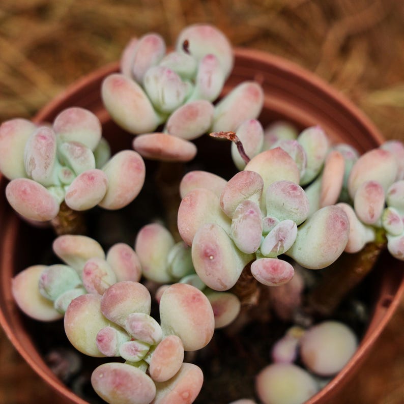 4" Live Succulent Plants, Pachyphytum Oviferum Mikadukibijin, Easy Care ...