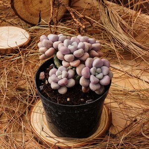 5" Live Succulent Plants, Graptopetalum Ellen, Easy Care Plants - Etsy