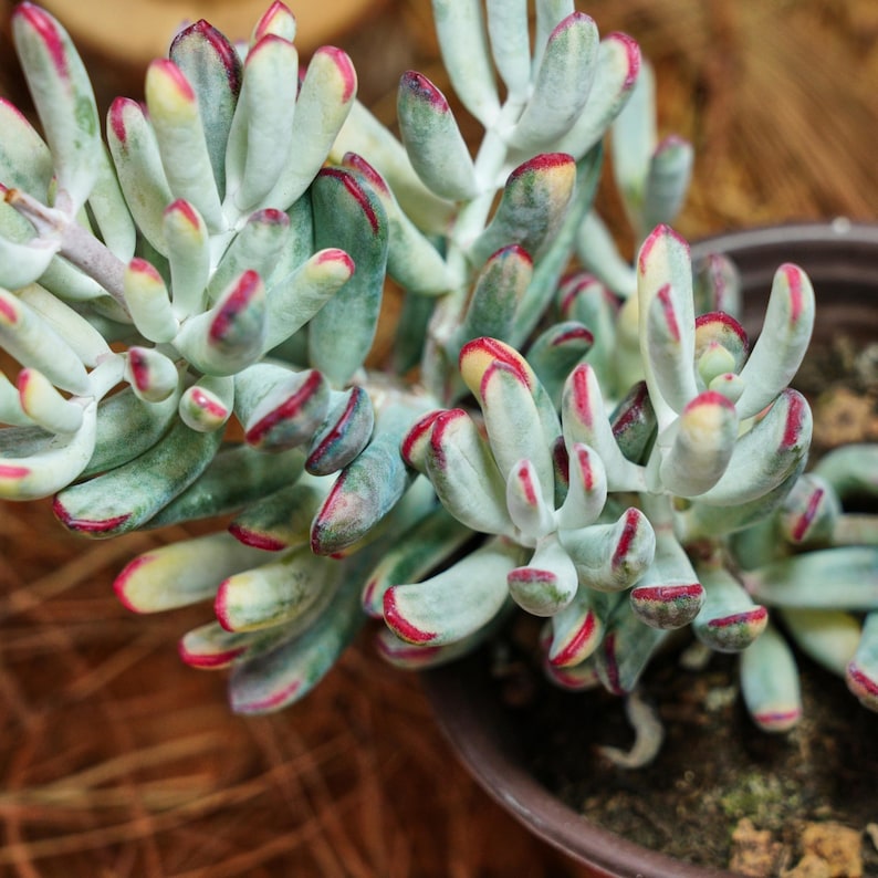 6" Live Succulent Plants, Cotyledon Orbiculata Cv. Long Leaf Variegated ...