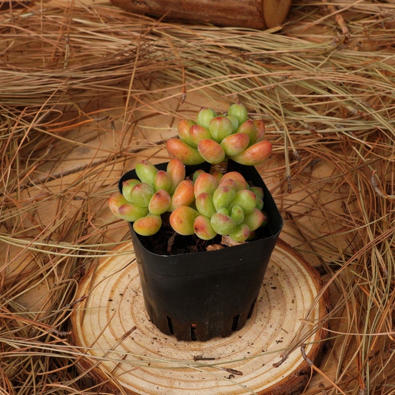 4" Live Succulent Plants, Sedeveria Shangri La, Easy Care Plants - Etsy