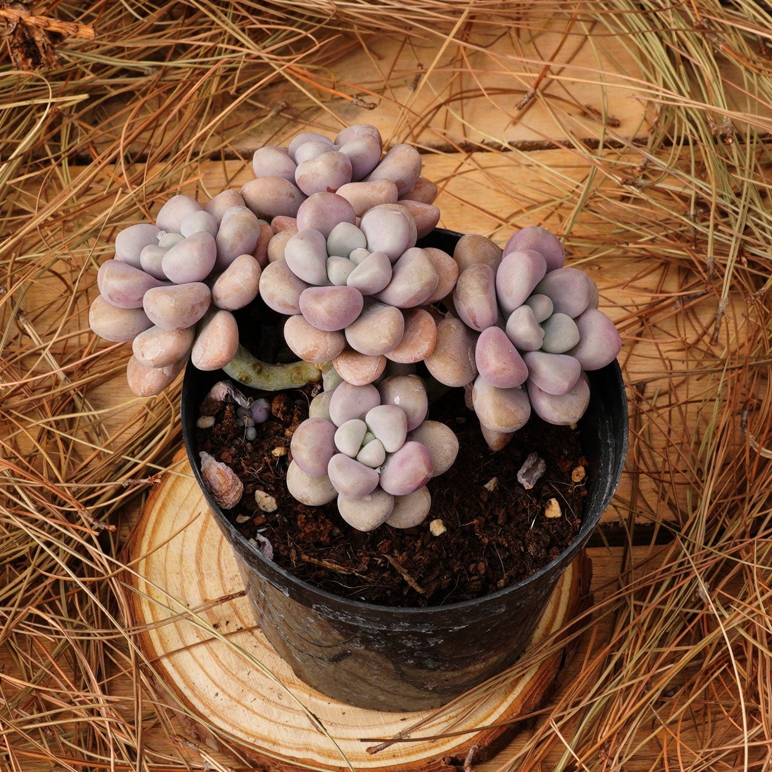 5" Live Succulent Plants, Graptopetalum Ellen, Easy Care Plants - Etsy