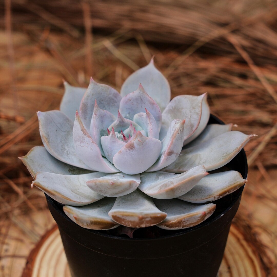 5" Live Succulent Plants, Echeveria Snow Princess, Easy Care Plants - Etsy