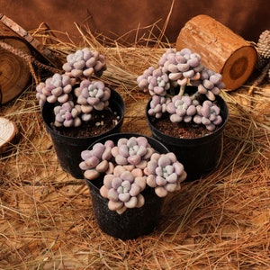 5" Live Succulent Plants, Graptopetalum Ellen, Easy Care Plants - Etsy
