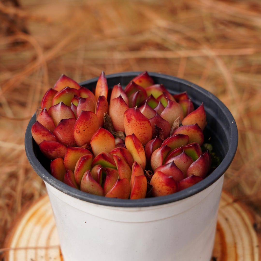 3.5" Live Succulent Plants, Echeveria Puli-lindsayana, Easy Care Plants ...