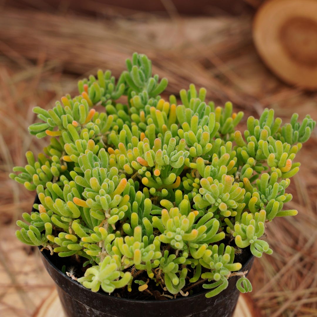 5" Live Succulent Plants, Dicrocaulon Ramulosum Ihlenf, Easy Care ...